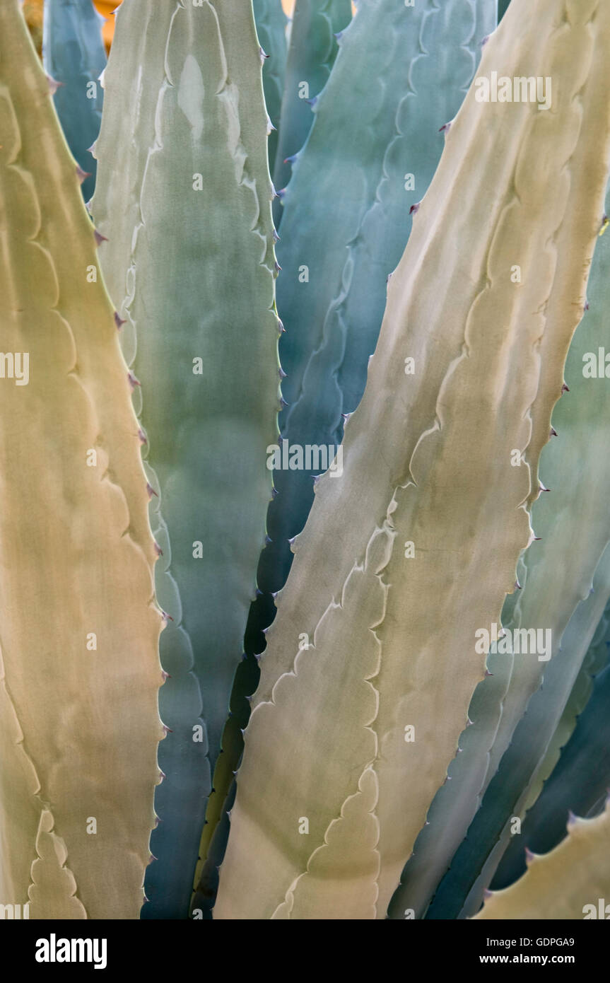 Large agave background hi-res stock photography and images - Alamy