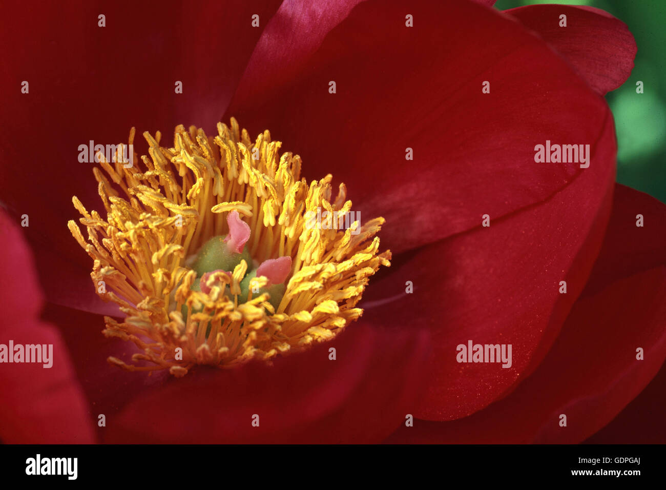Peony Scarlet O'Hara, Paeonia,red,yellow stamens Stock Photo - Alamy