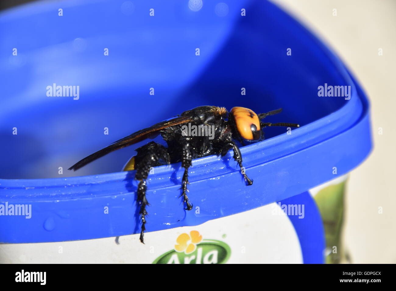 Megascolia maculata. The mammoth wasp Stock Photo - Alamy