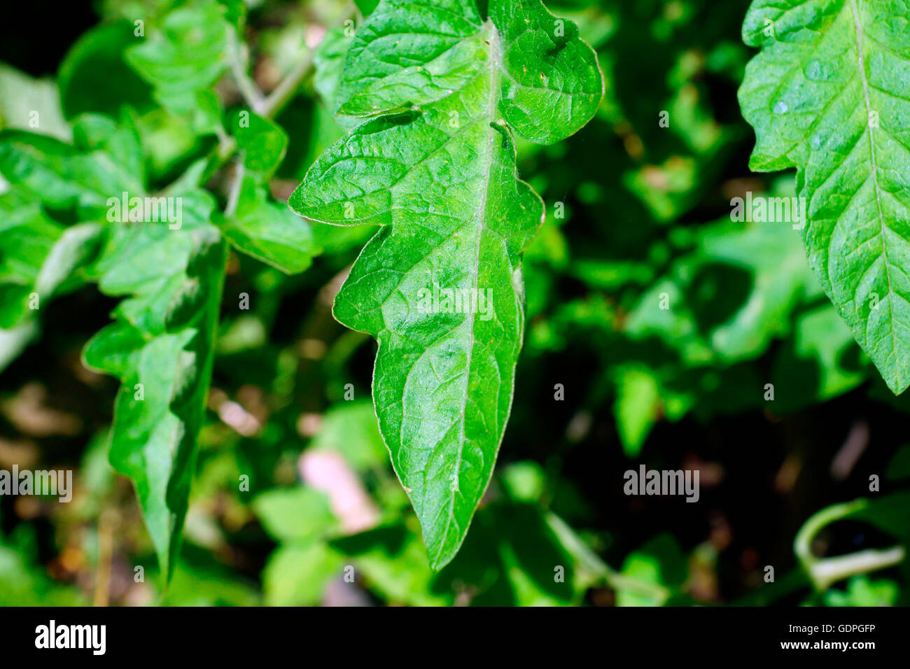Tomato bush garden uk hi-res stock photography and images - Alamy