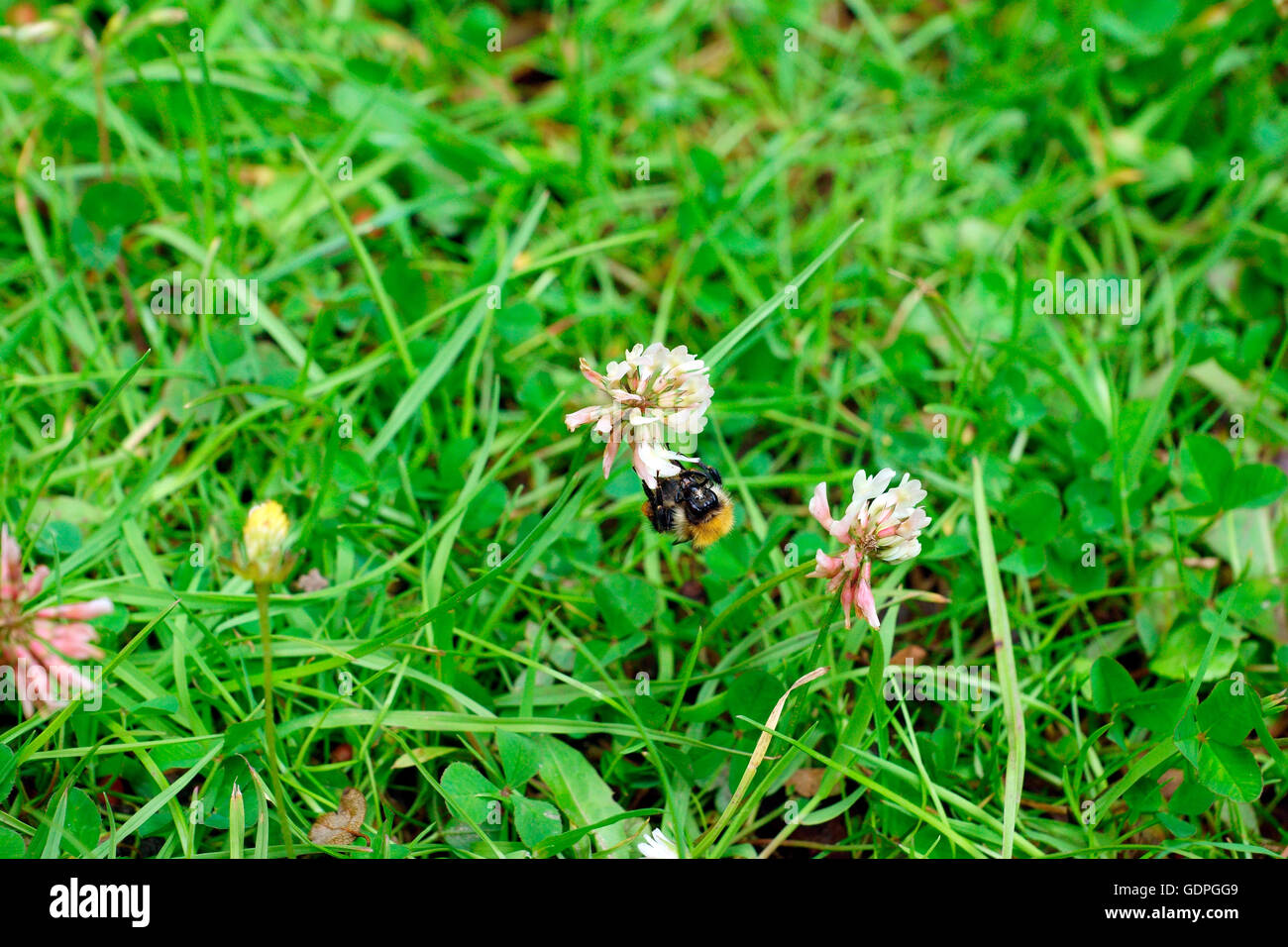 Beehives clover hi-res stock photography and images - Alamy