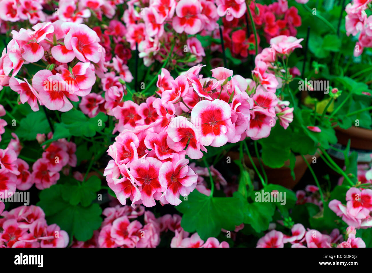 Family annuals gardens hi-res stock photography and images - Alamy