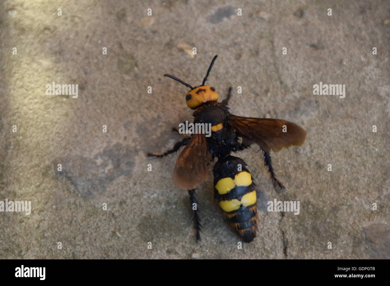 Megascolia maculata. The mammoth wasp Stock Photo - Alamy