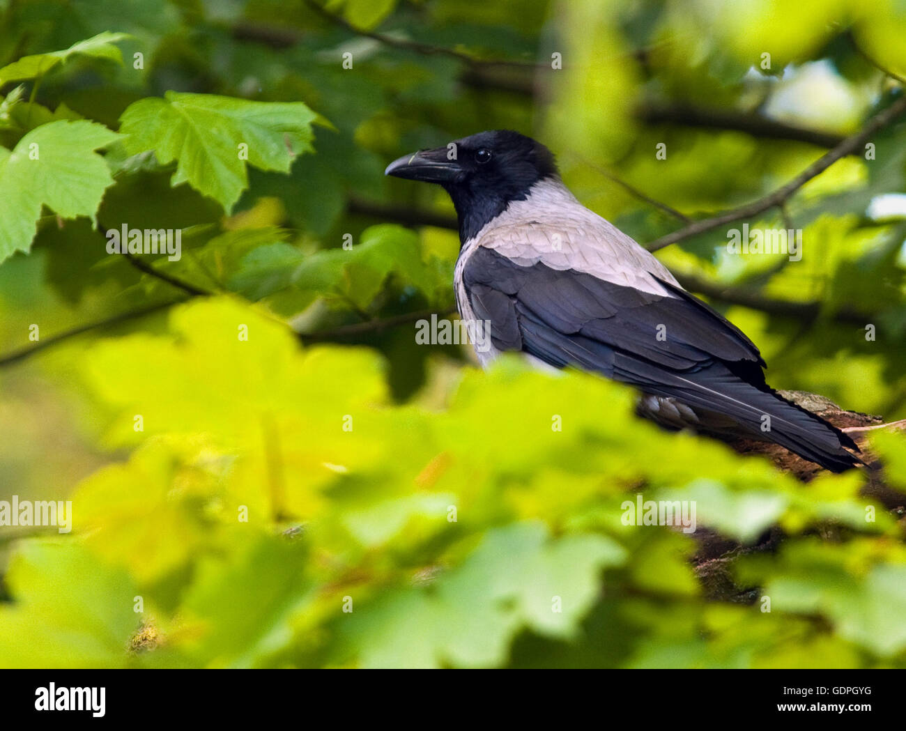 Perched Hooded crow Stock Photo - Alamy