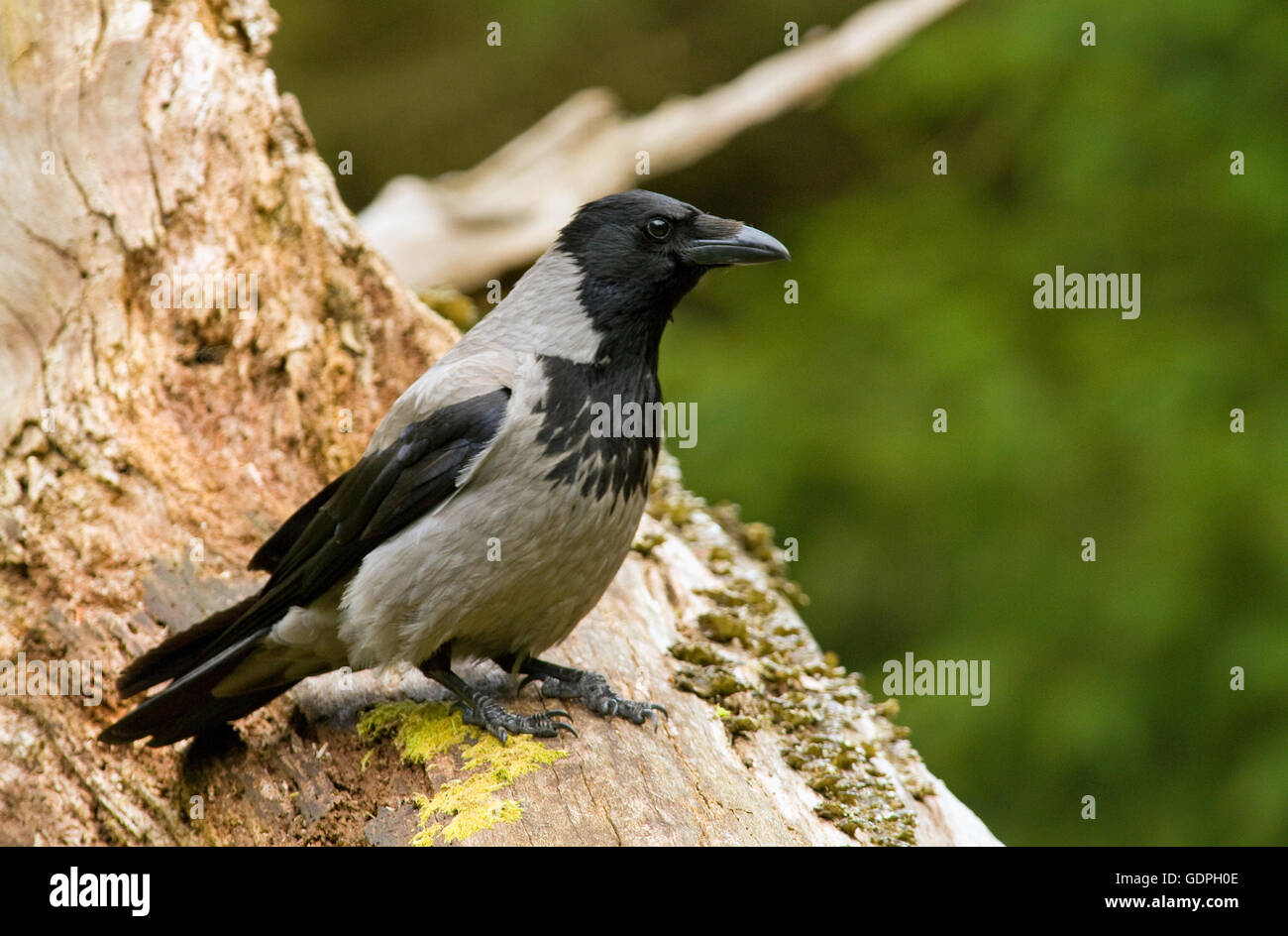 Hooded crow scotland hi-res stock photography and images - Alamy