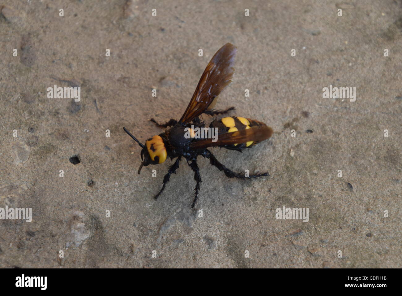 Megascolia maculata. The mammoth wasp Stock Photo - Alamy