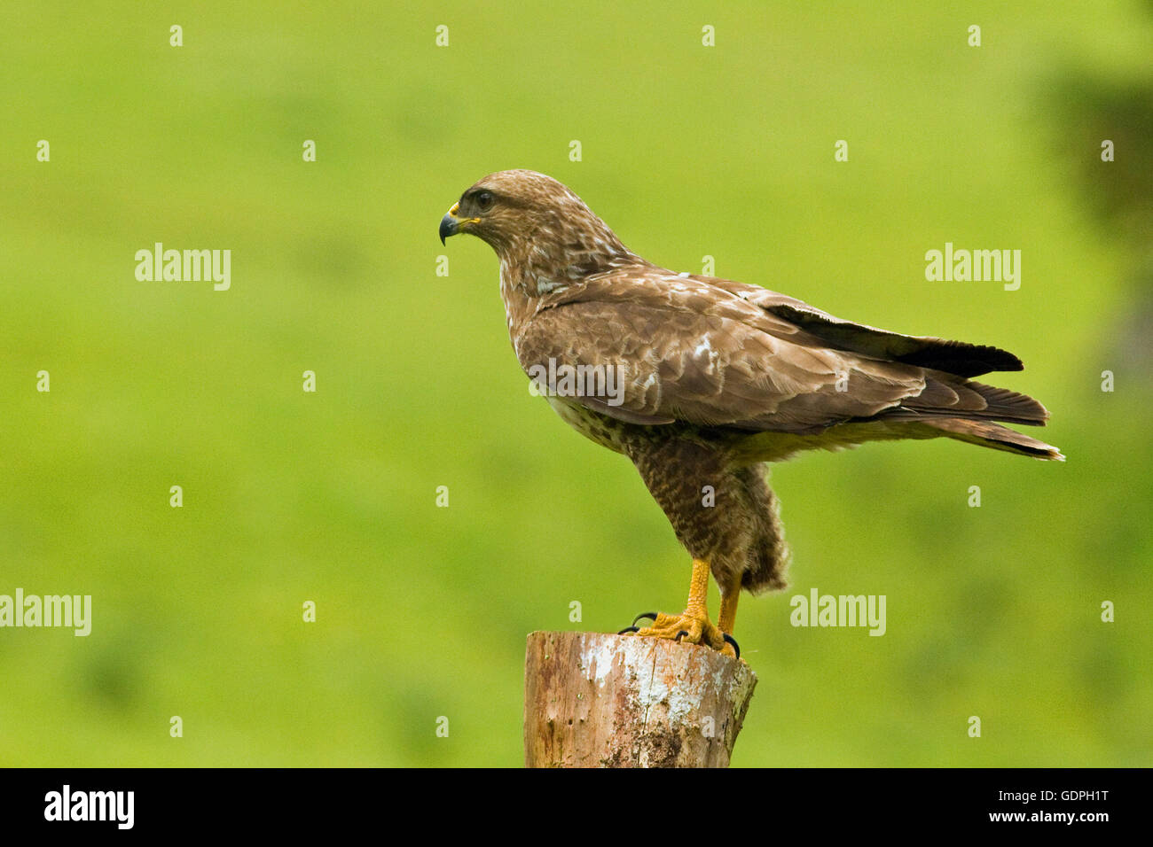 Scottish buzzard hi-res stock photography and images - Alamy