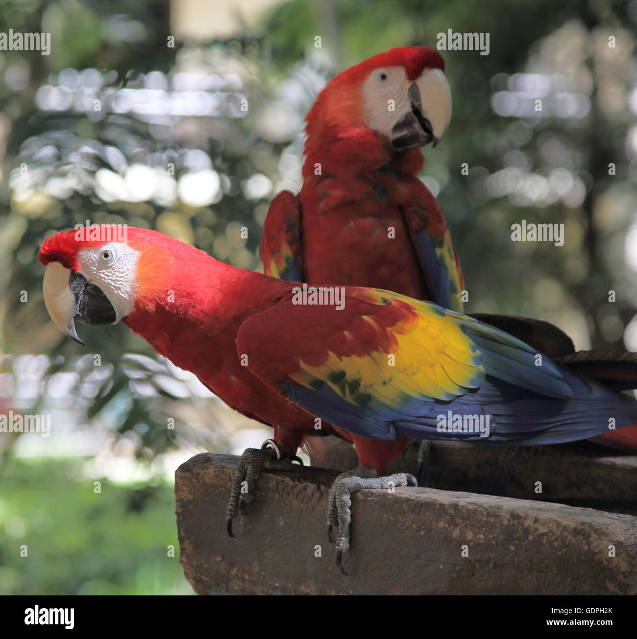 red macaws cancun mexico Stock Photo - Alamy