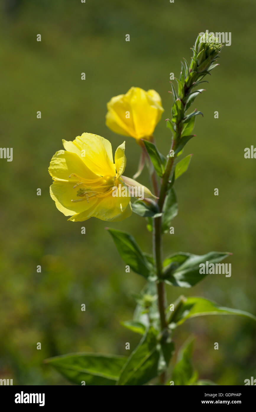 Evening primrose flowers hi-res stock photography and images - Alamy