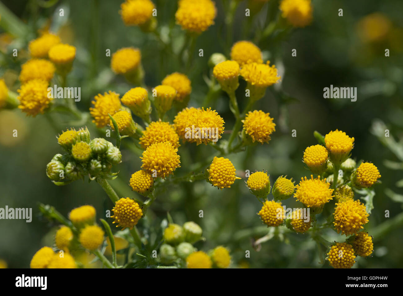 Tansy tanacetum vulgare yellow hi-res stock photography and images - Alamy