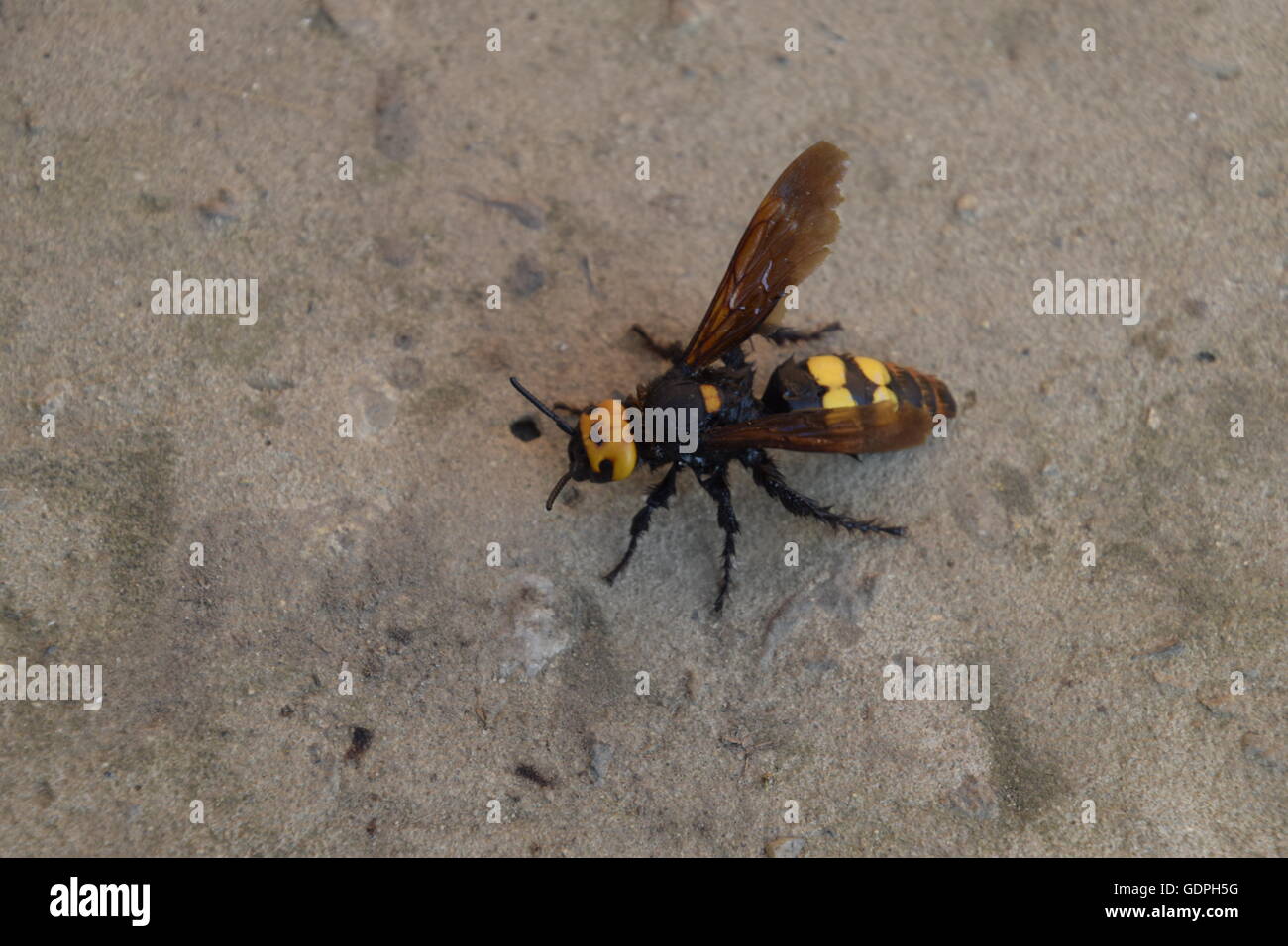 Megascolia maculata. The mammoth wasp Stock Photo - Alamy