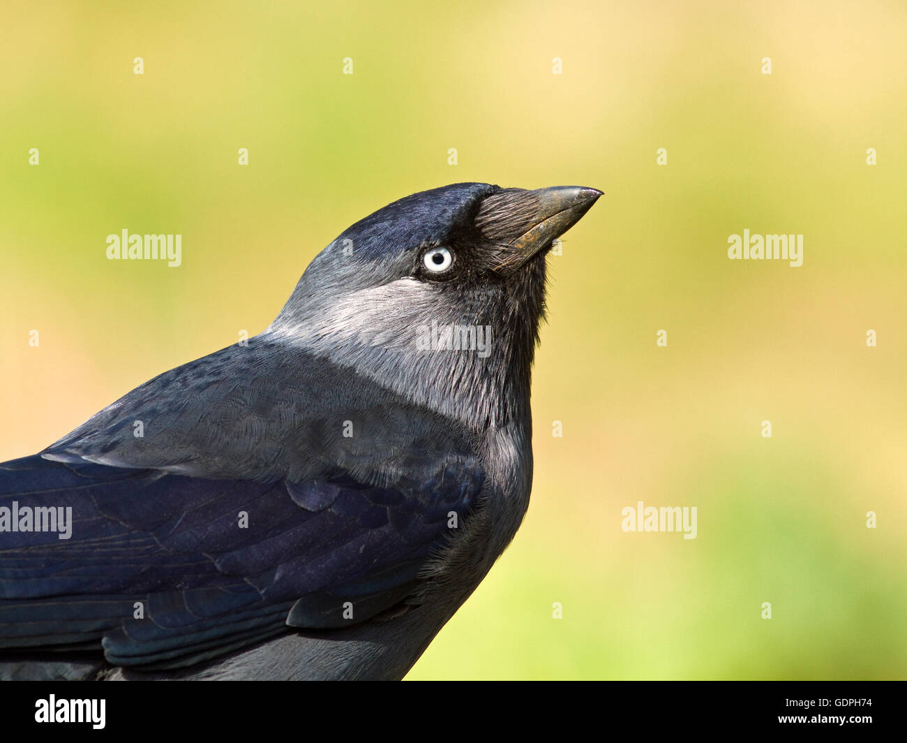Gray jackdaw hi-res stock photography and images - Alamy