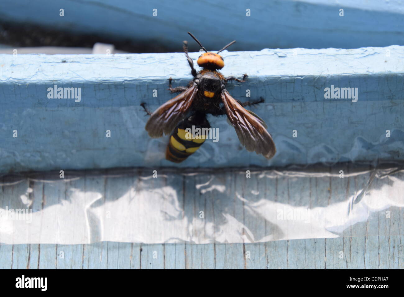 Megascolia maculata. The mammoth wasp Stock Photo - Alamy