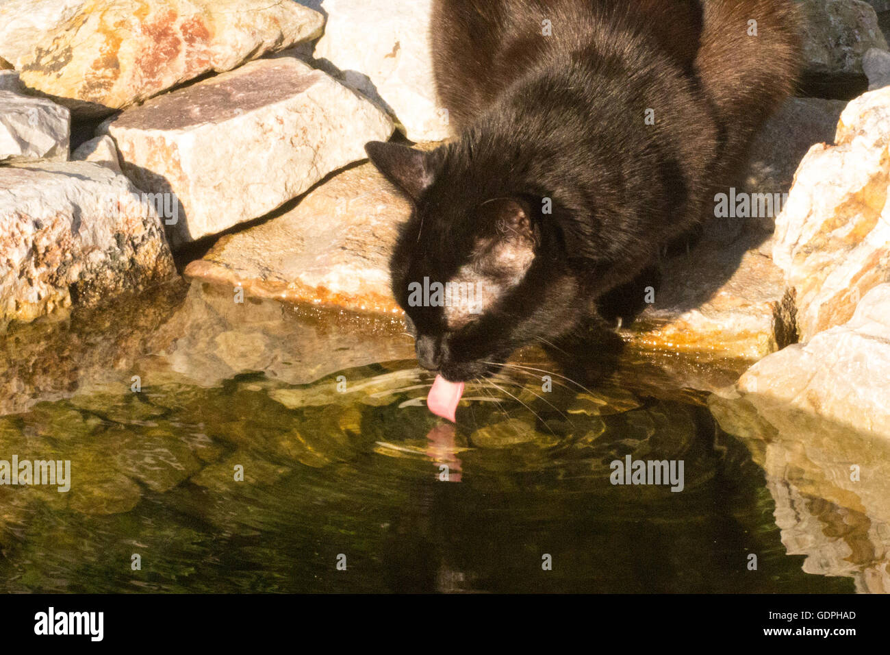 Black Cat drinking water Stock Photo - Alamy