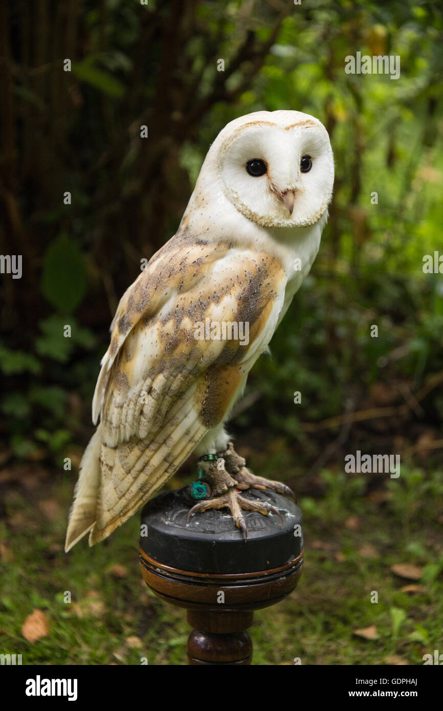 Common barn owl Stock Photo - Alamy