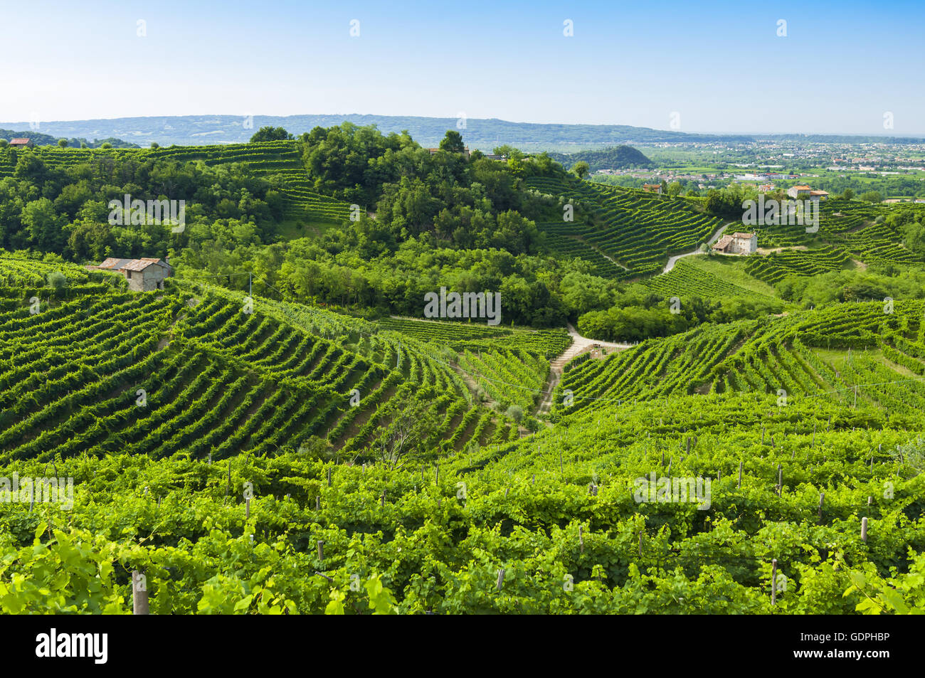 Prosecco vineyard hi-res stock photography and images - Alamy