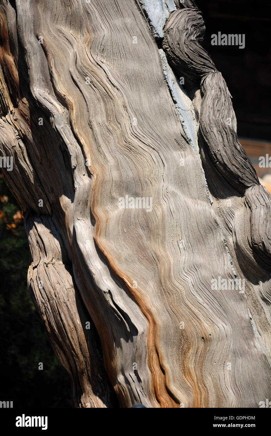 Cypress Wood High Resolution Stock Photography and Images - Alamy
