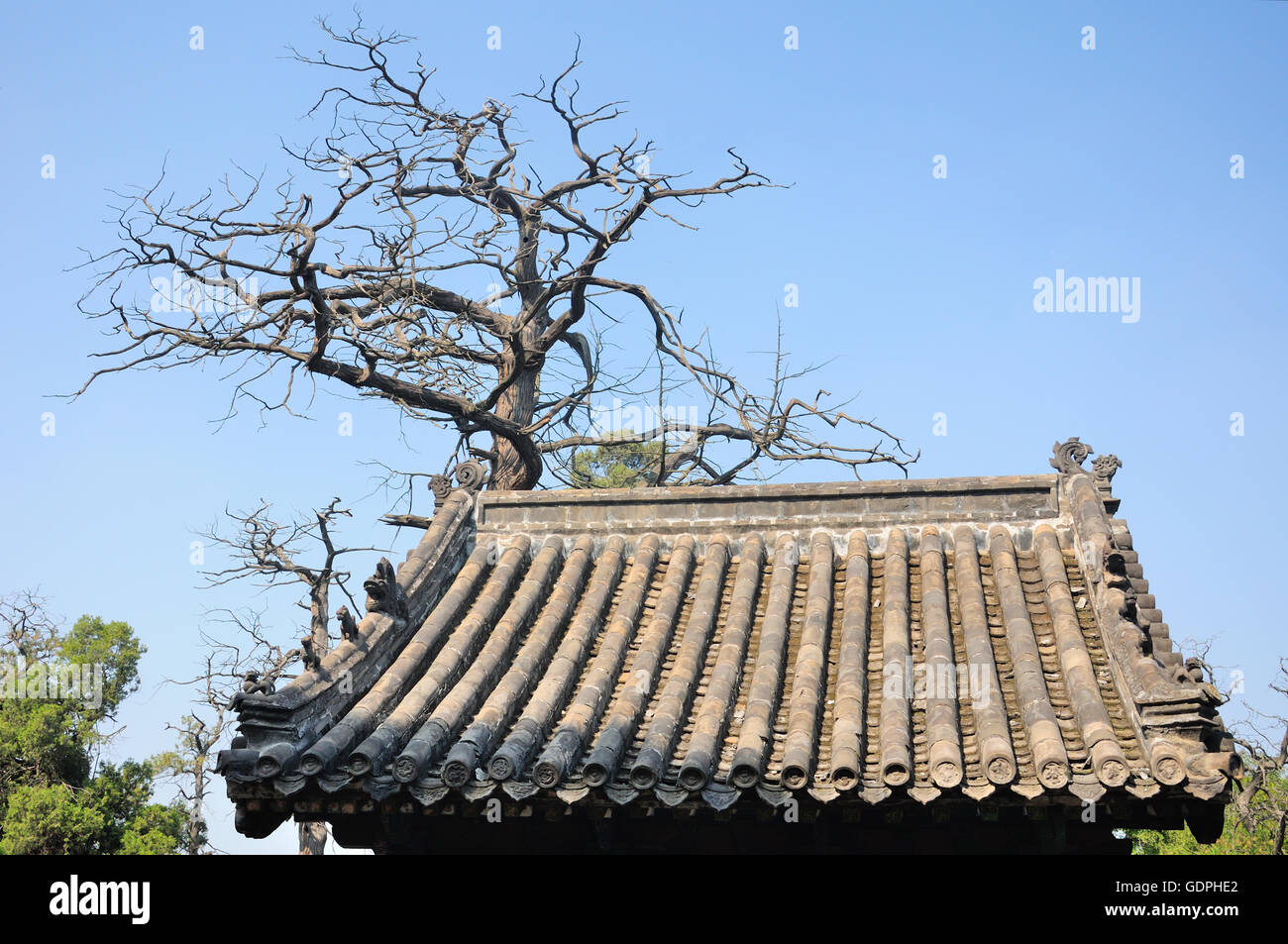 An ancient cypress tree and the top of a Chinese style roof within the ...