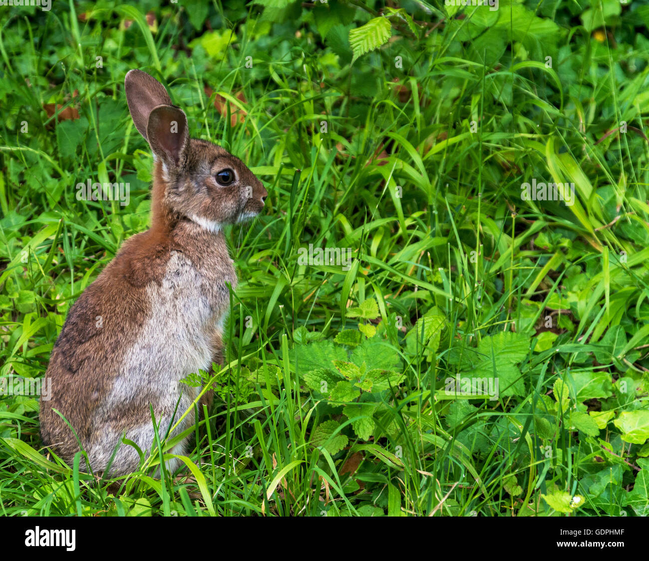 Rabbit hedge hi-res stock photography and images - Alamy