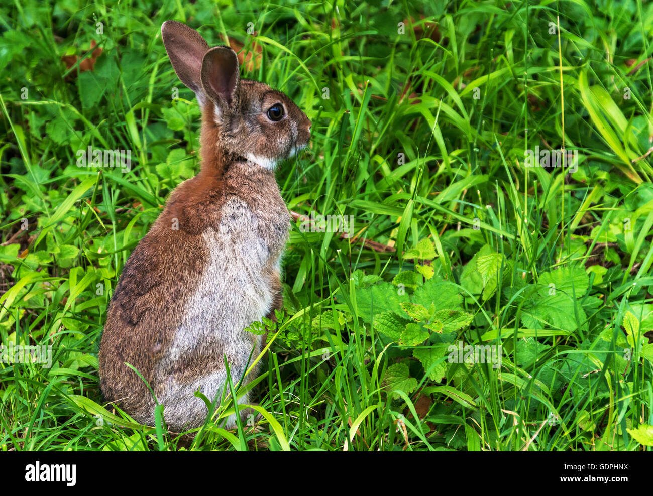 Rabbit room hi-res stock photography and images - Alamy