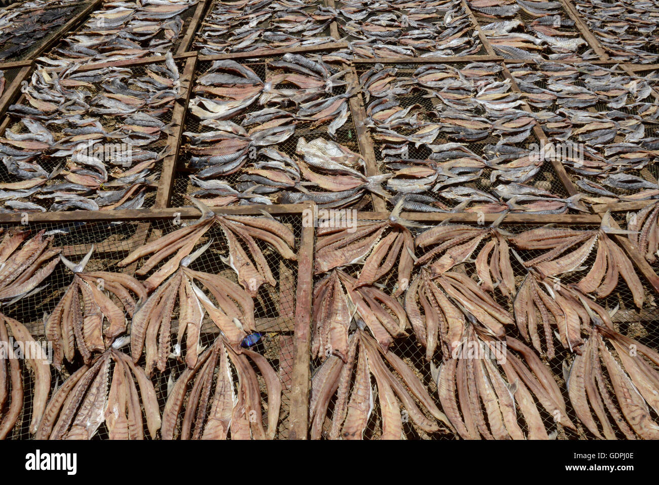 a fish production make dry fish products in the city of Myeik in the ...
