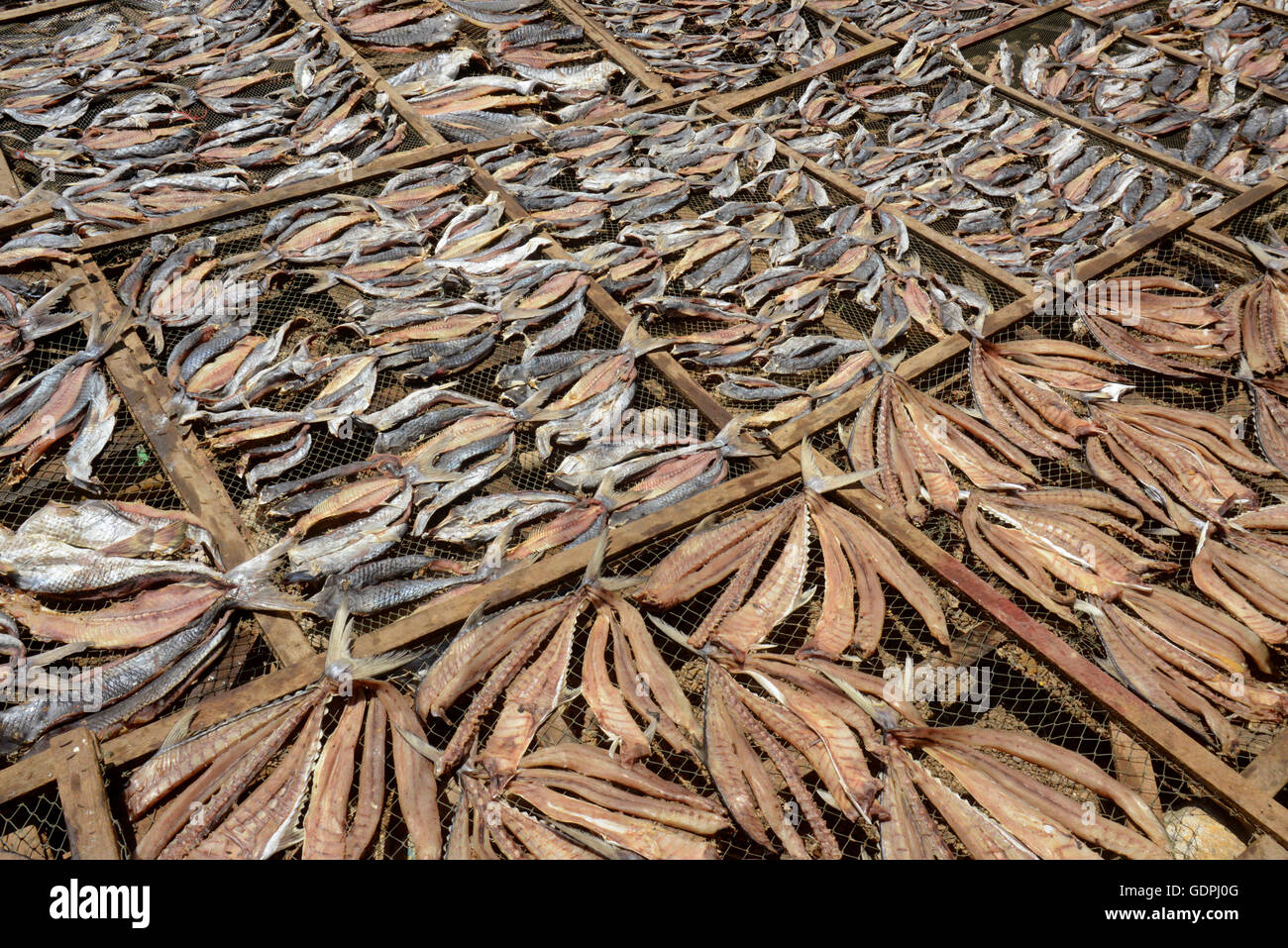 a fish production make dry fish products in the city of Myeik in the ...