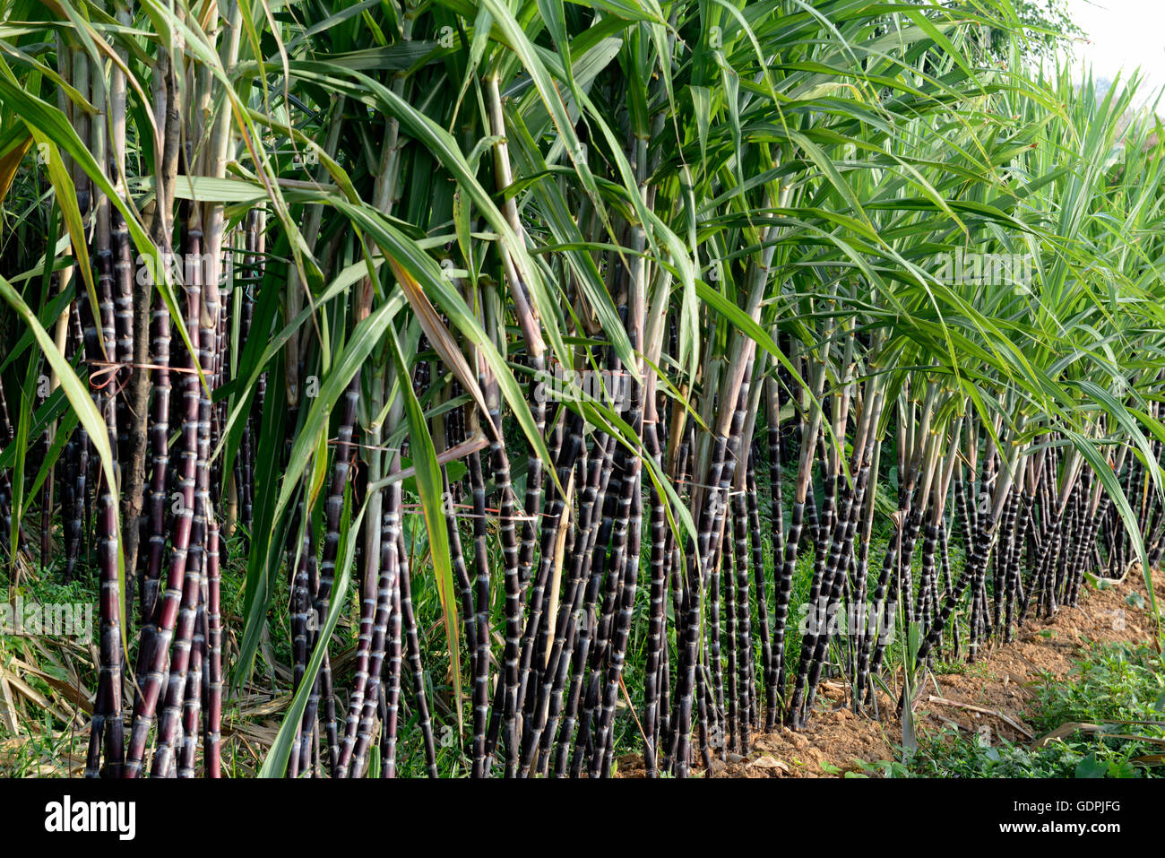 a sugar plantation in a village near the city of Myeik in the south in ...