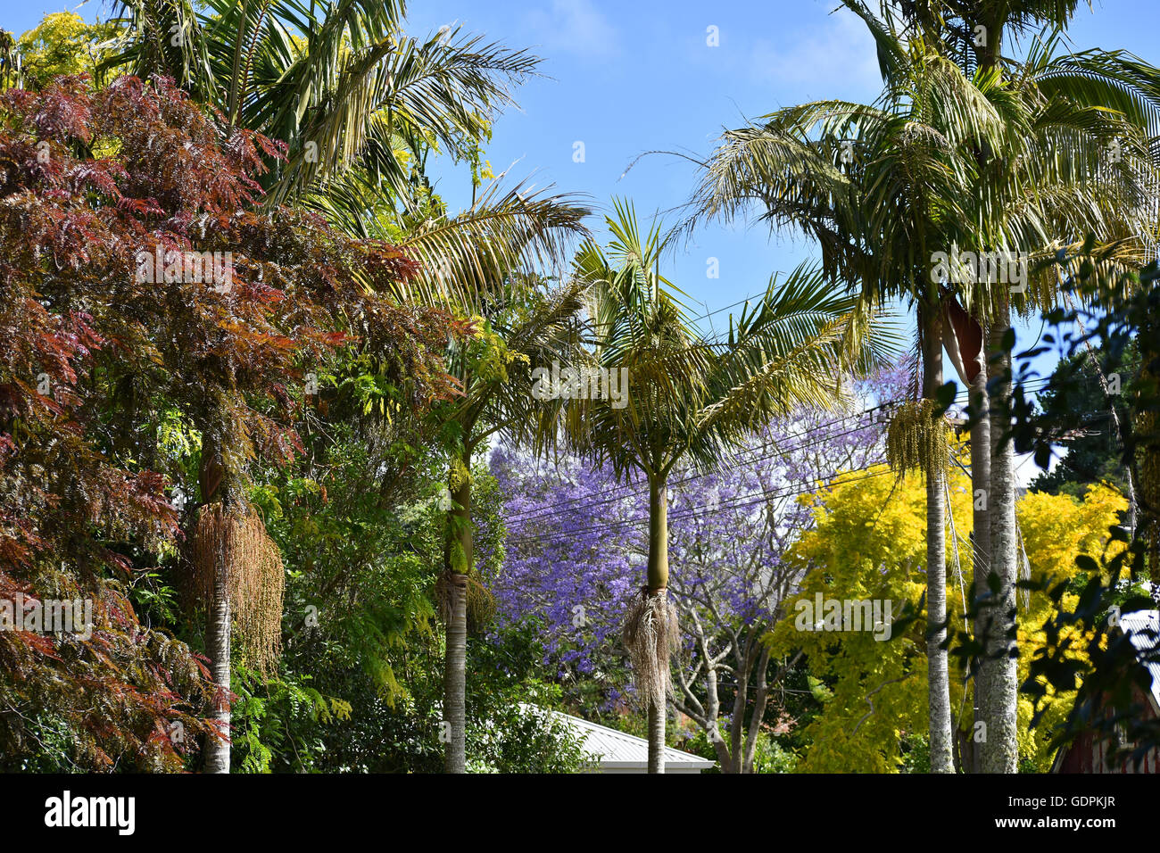 Various tree types hi-res stock photography and images - Alamy
