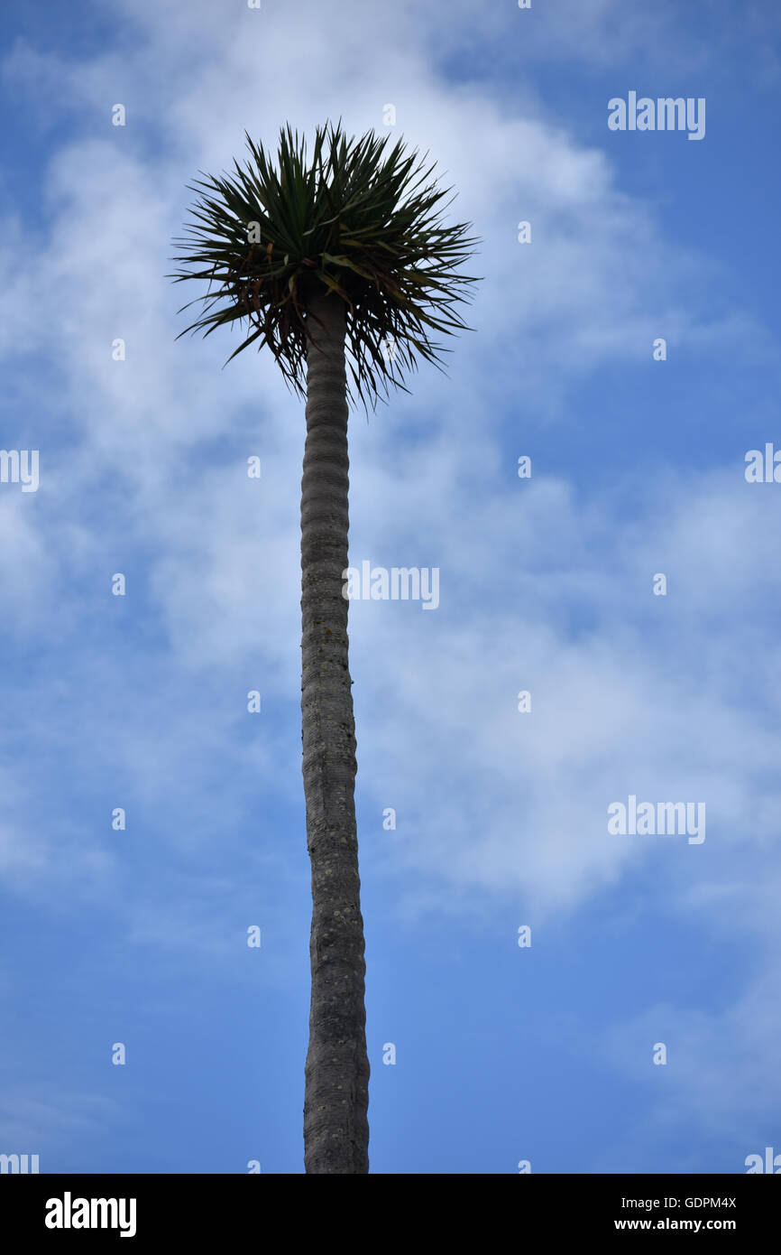 Skinny Tree High Resolution Stock Photography and Images - Alamy