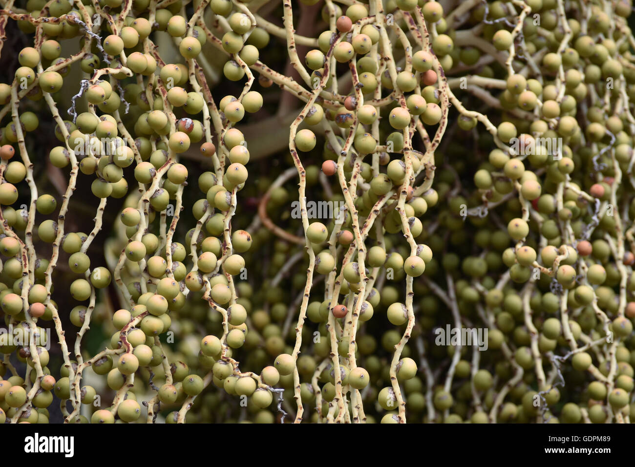 Palm Tree Fruit High Resolution Stock Photography and Images - Alamy