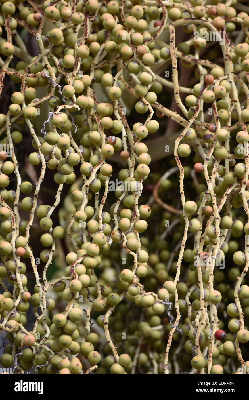 Palm Tree Fruit High Resolution Stock Photography and Images - Alamy