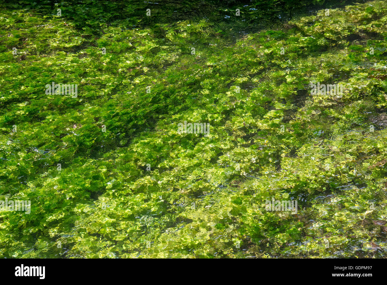 Clear running stream showing healthy plant flowing underwater. Ideal ...