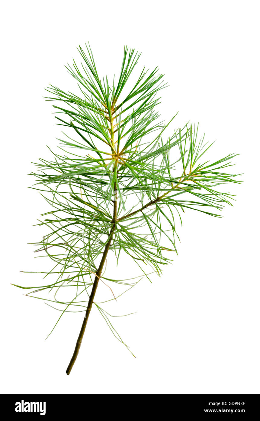 Pine Branch White Background