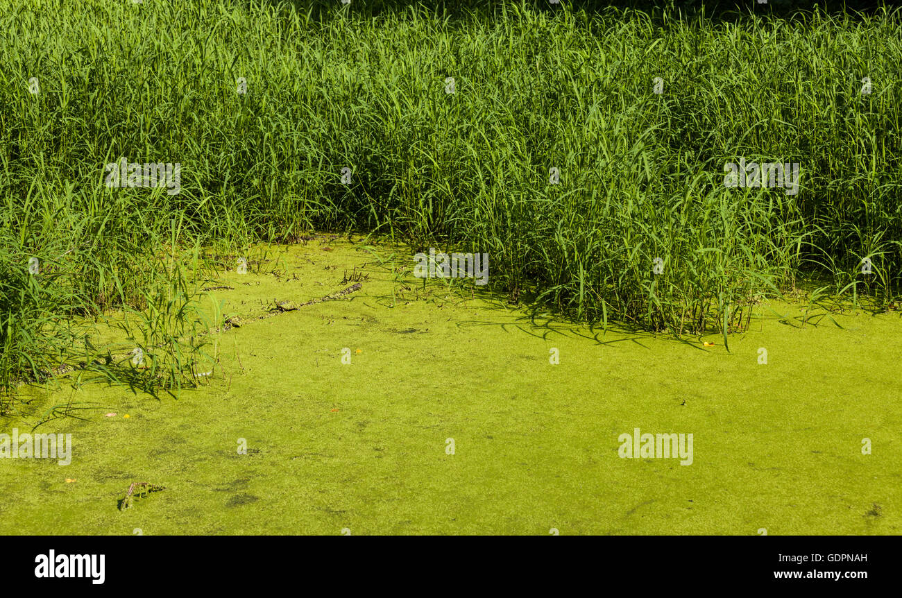 Bog surface hi-res stock photography and images - Alamy