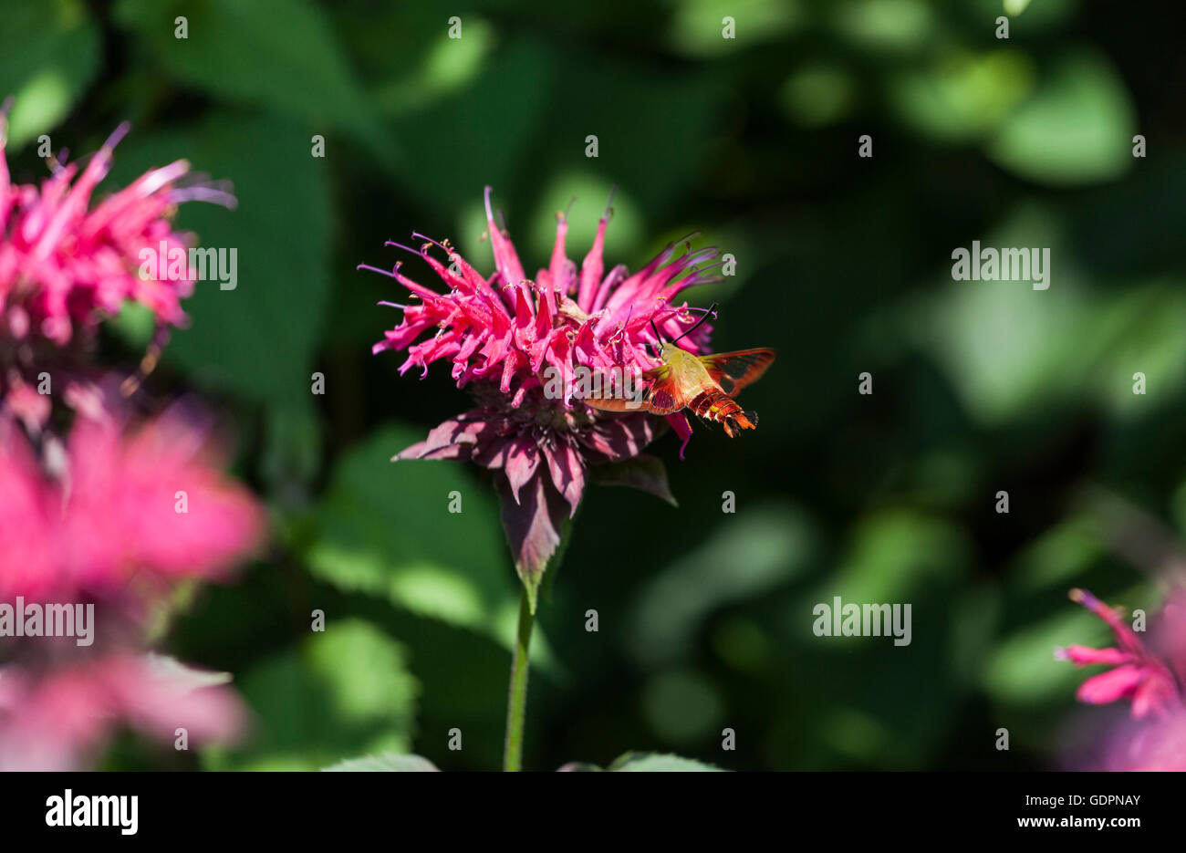 Hummingbird moth feeding hi-res stock photography and images - Alamy