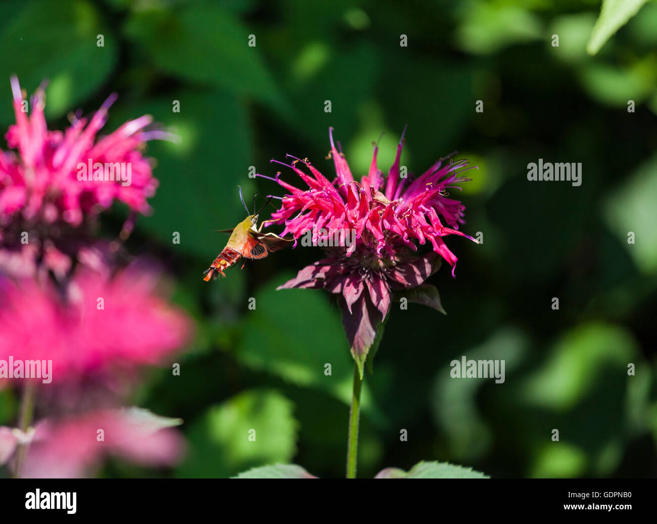 Hummingbird moth feeding on flowers Stock Photo - Alamy