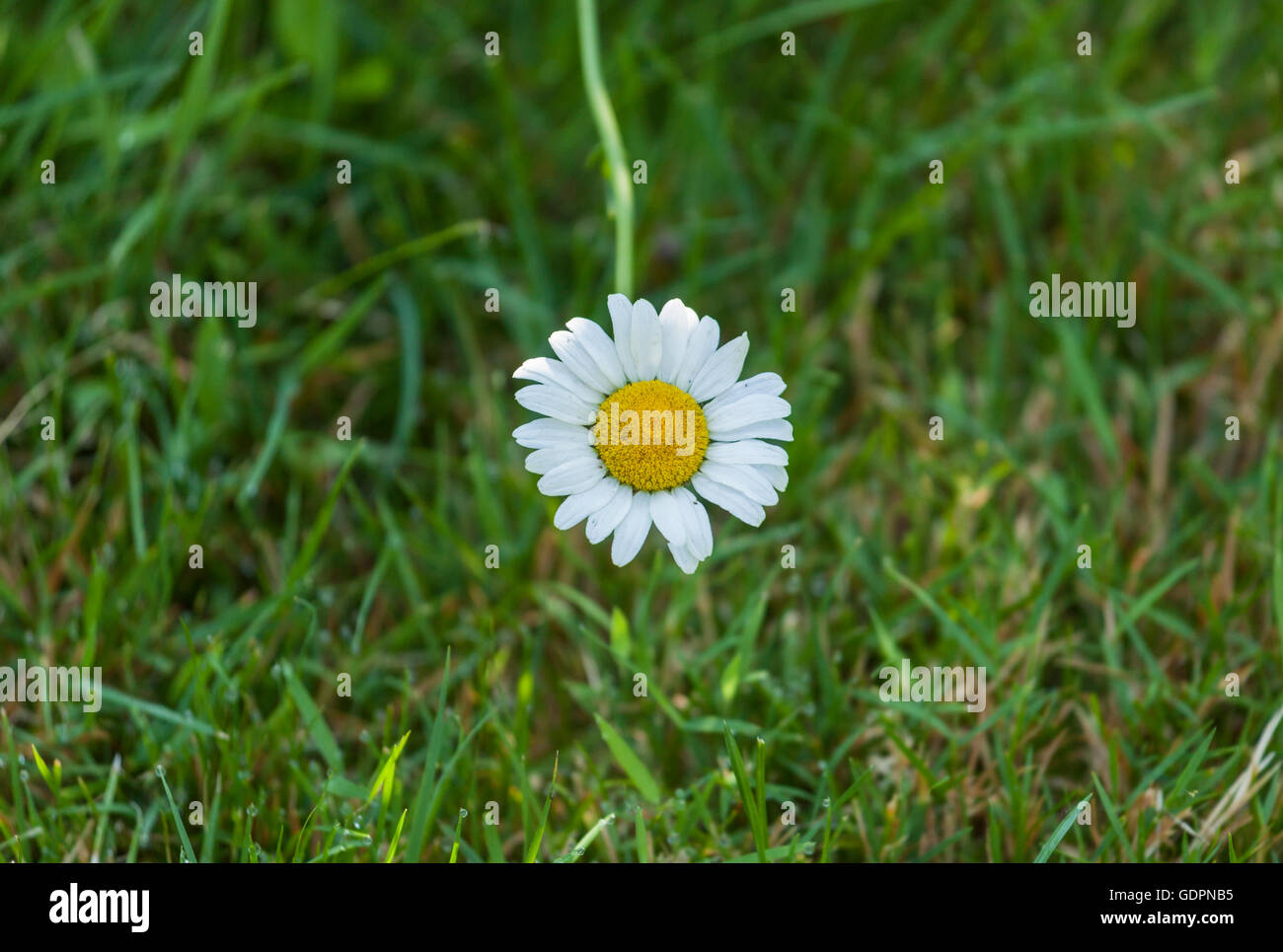 Wild daisy flower hi-res stock photography and images - Alamy