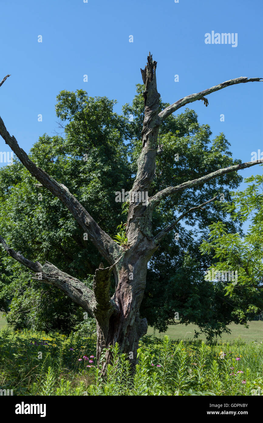 Dead tree standing Stock Photo - Alamy
