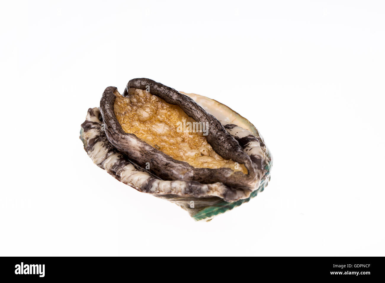 Fresh Uncooked Abalone - Isolated on White Stock Photo - Alamy