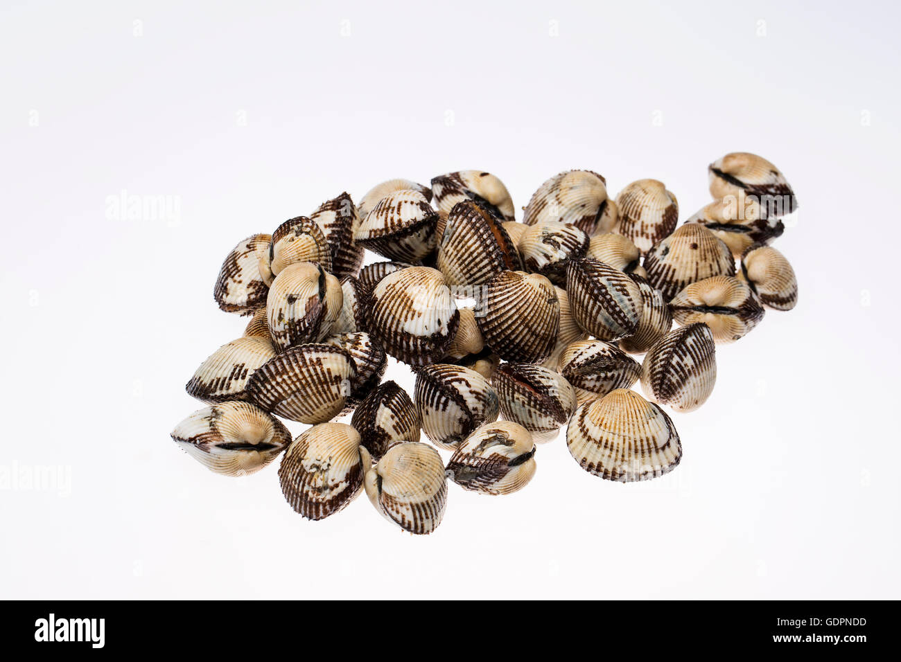 Fresh Uncooked Cockles - Isolated on White Stock Photo - Alamy