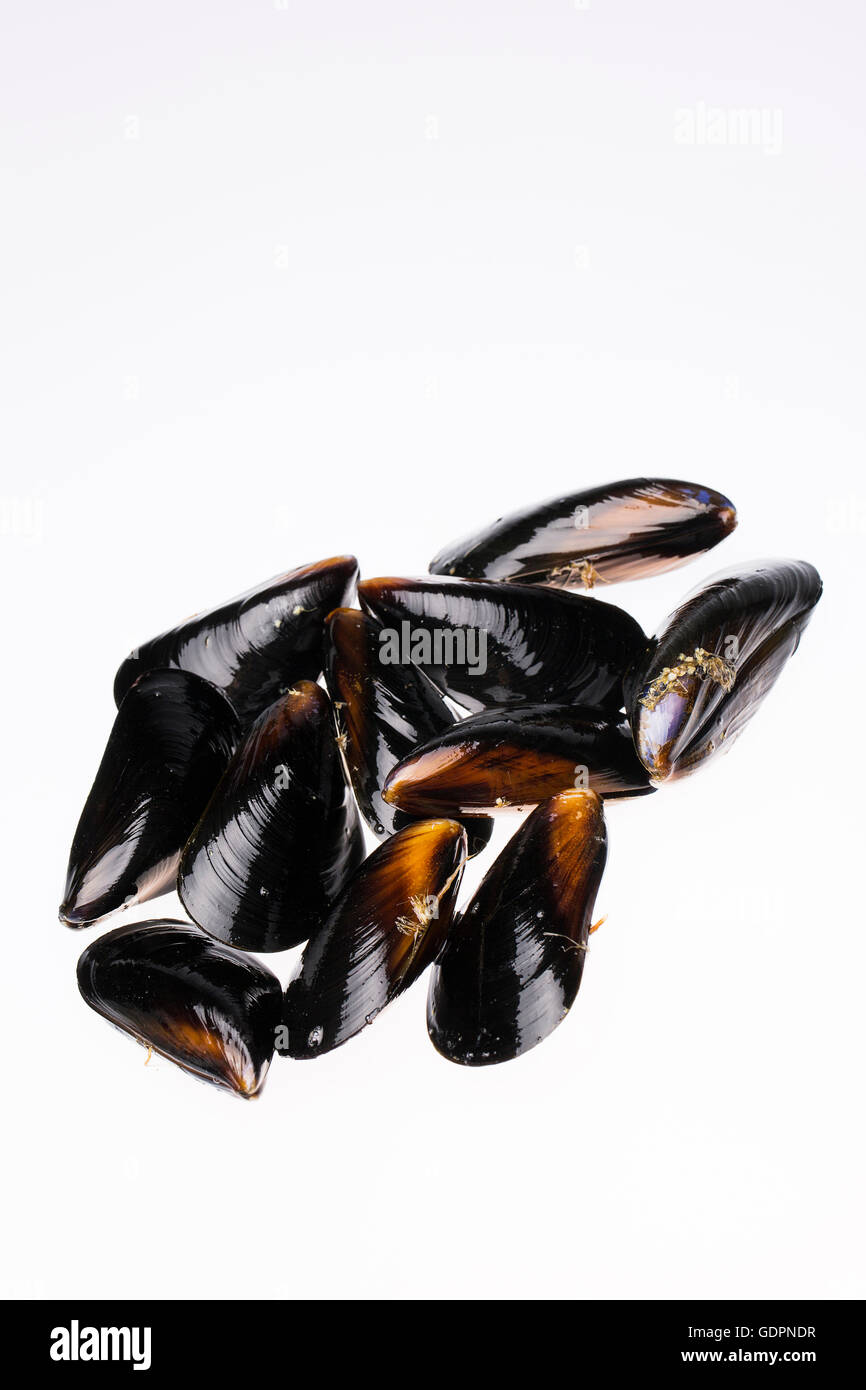 White mussle hi-res stock photography and images - Alamy