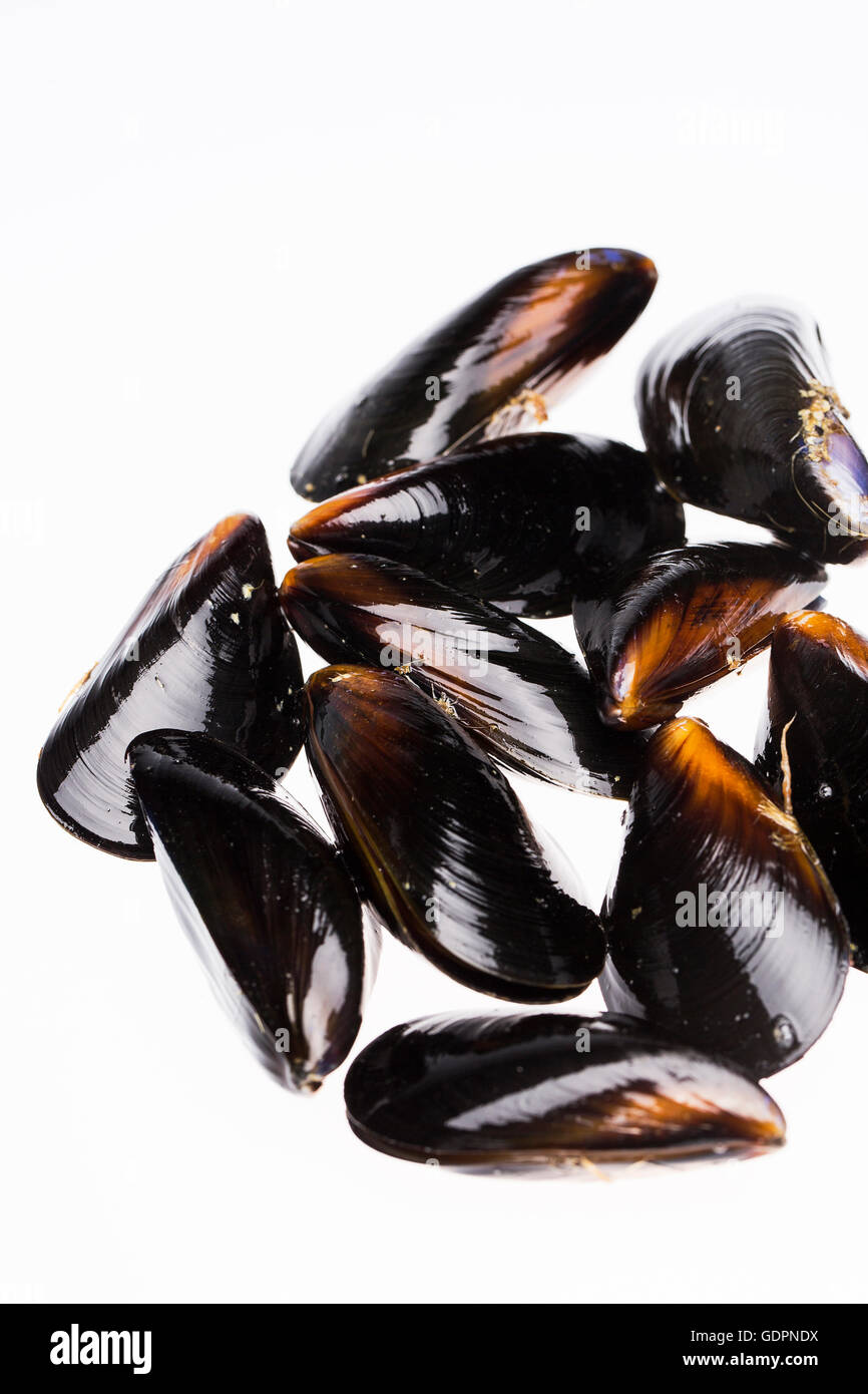 White mussle hi-res stock photography and images - Alamy