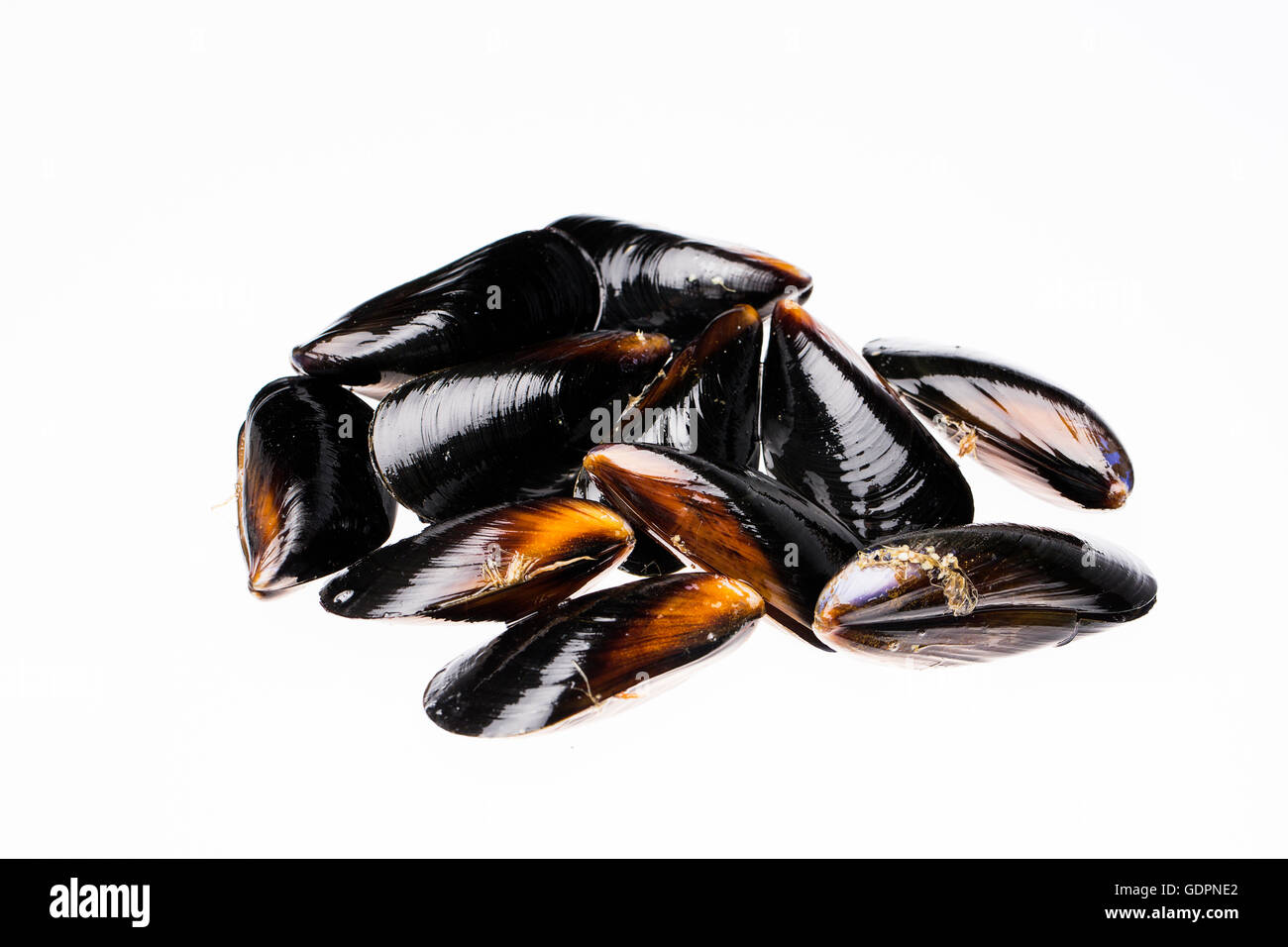 White mussle hi-res stock photography and images - Alamy