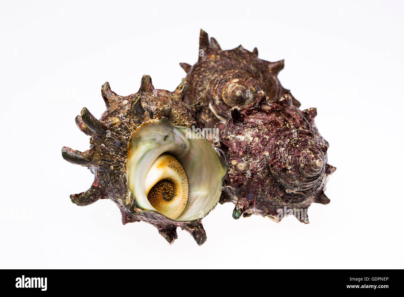 Conch food Cut Out Stock Images & Pictures - Alamy