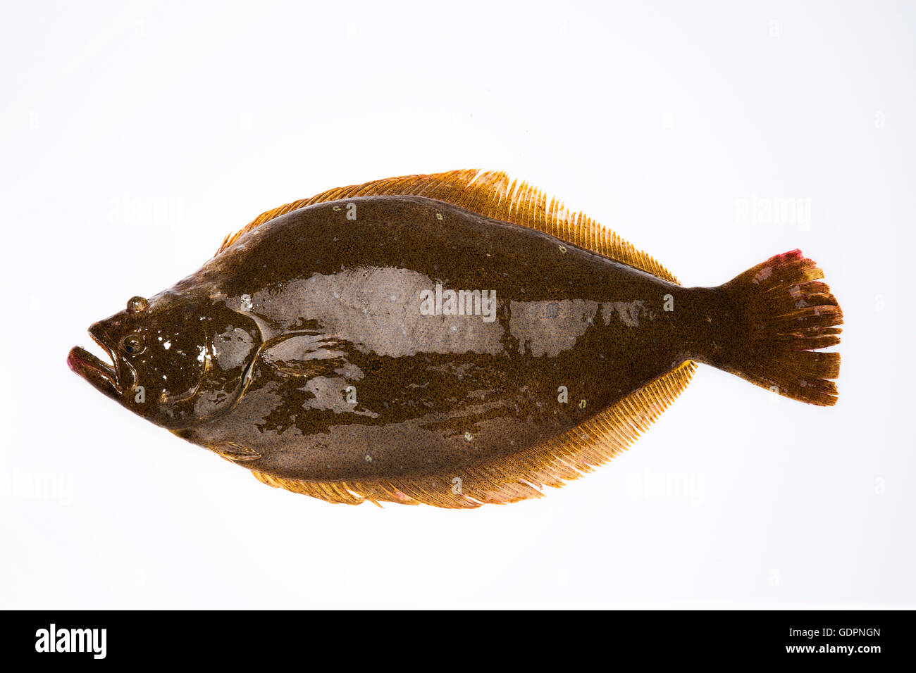 Halibut fishery hi-res stock photography and images - Alamy