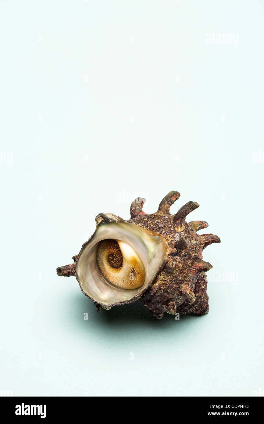 Conch/ Trumpet Shell - Isolated on White Stock Photo - Alamy