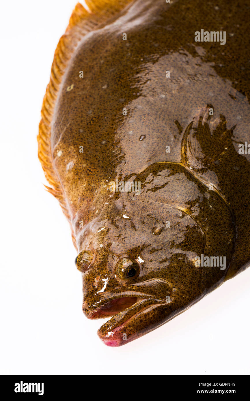 Halibut fishery hi-res stock photography and images - Alamy