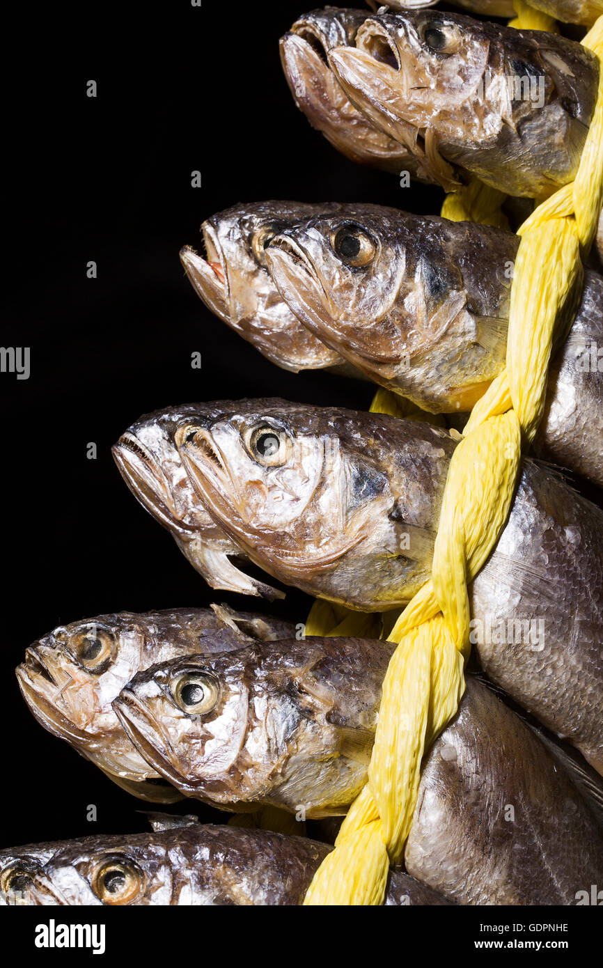 Corvina fish hi-res stock photography and images - Alamy