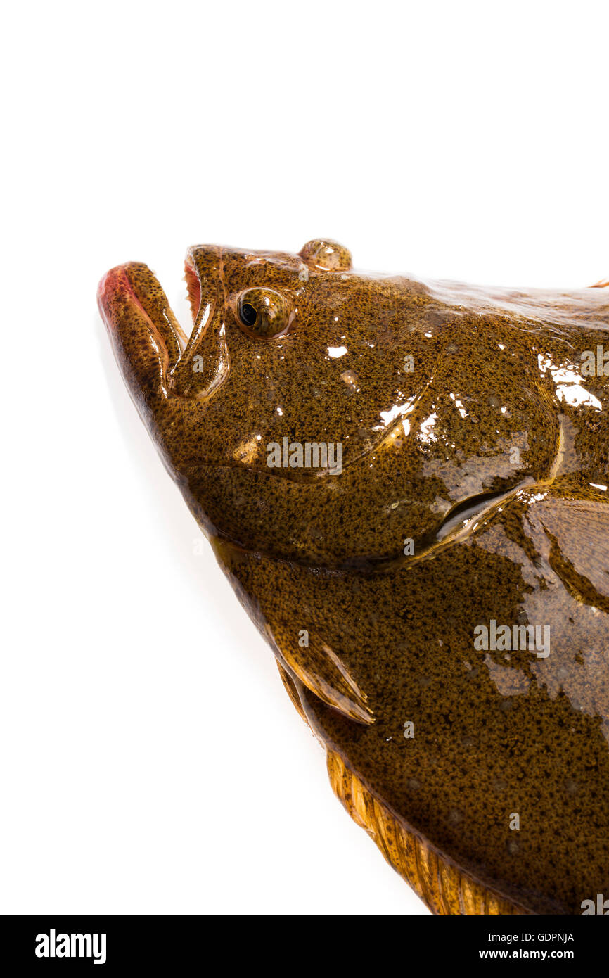 Halibut fishery hi-res stock photography and images - Alamy