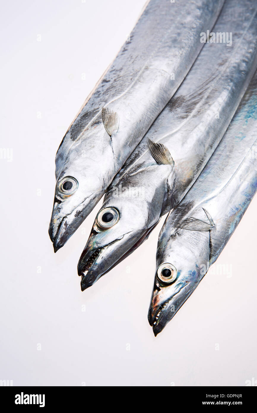 Fresh Uncooked Hairtail Fish/ Cutlassfish Isolated on White Stock Photo ...